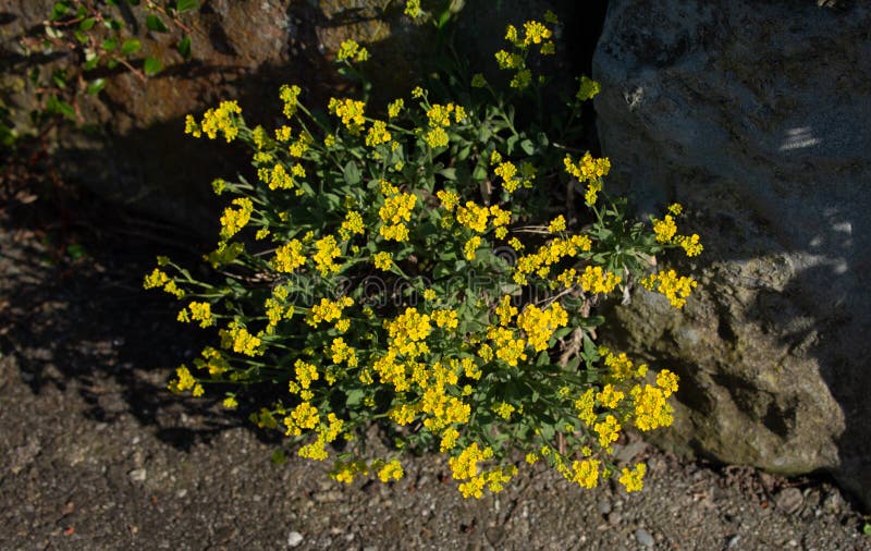 A Bunch of Yellowtuft Growing Stock Image - Image of nature, flowers ...