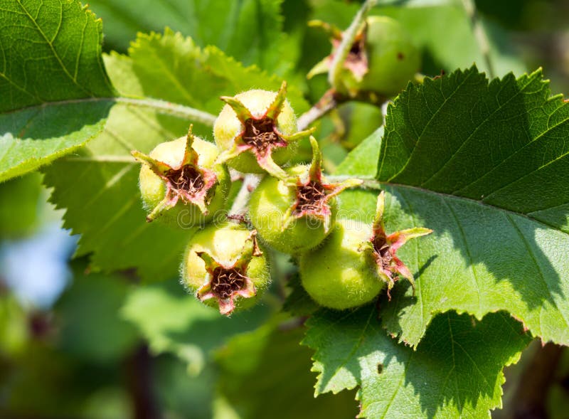 A Bunch of Young Berries on the Hawthorn Bush Stock Photo - Image of ...