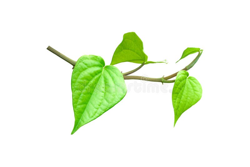 A Bunch of Young Betel Leaves Isolated on a White Background and ...