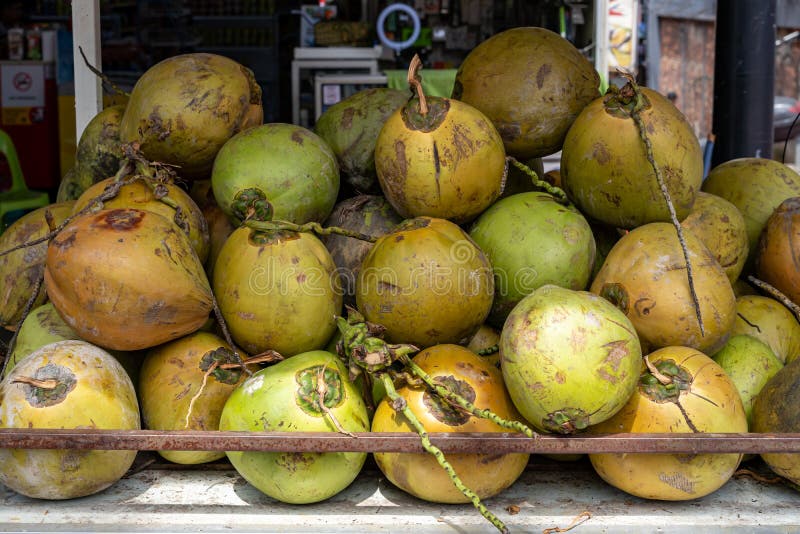 A bunch of young coconuts stock photo. Image of ocean - 263406712