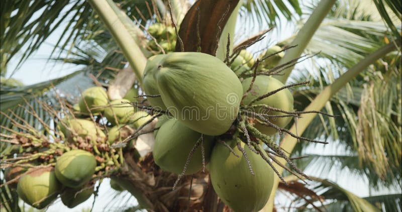 Bunch of Young Coconuts Tropical Fruit on Coconut Tree, Close-up Shot ...
