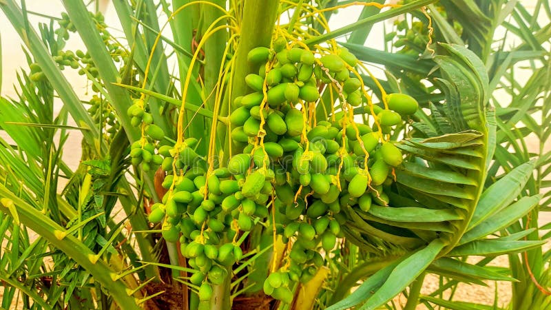 A Bunch of Young, Green Dates that Bear Fruit in Summer Stock Photo ...