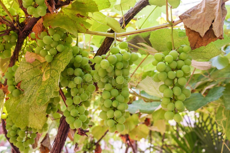 Bunch of grape stock photo. Image of fresh, beauty, environment - 124909502
