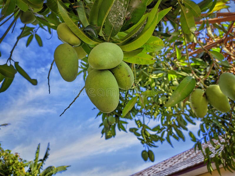 A Bunch of Young Mangoes, Hanging between the Stems Stock Photo - Image ...