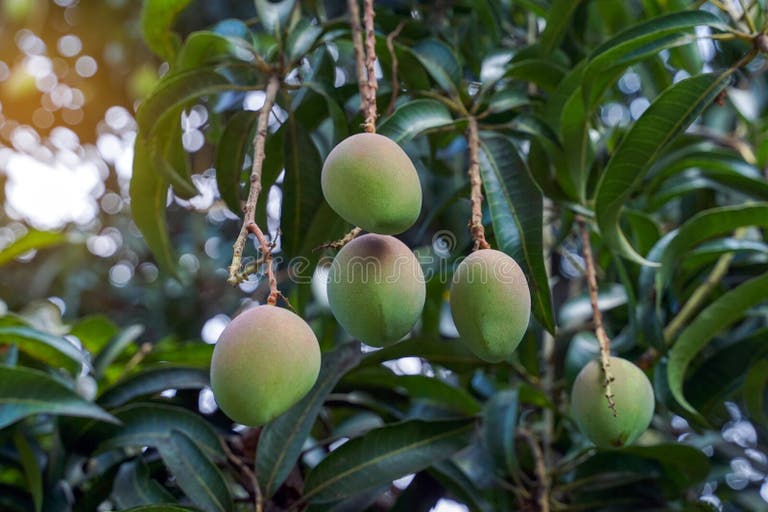Bunch of Young Mangoes on the Tree. Stock Photo - Image of foliage ...