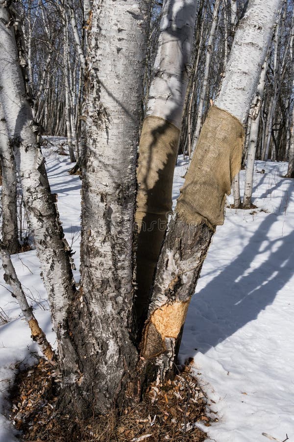 Damaged Birch Tree Bark Close-up Stock Photo - Image of branch, lumber ...