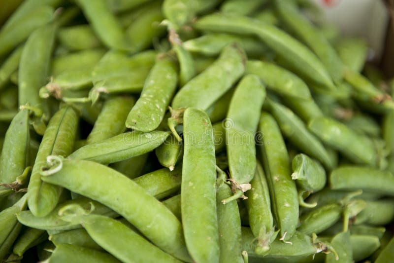 Bunched Snap Peas stock image. Image of supermarket, snow - 24360119