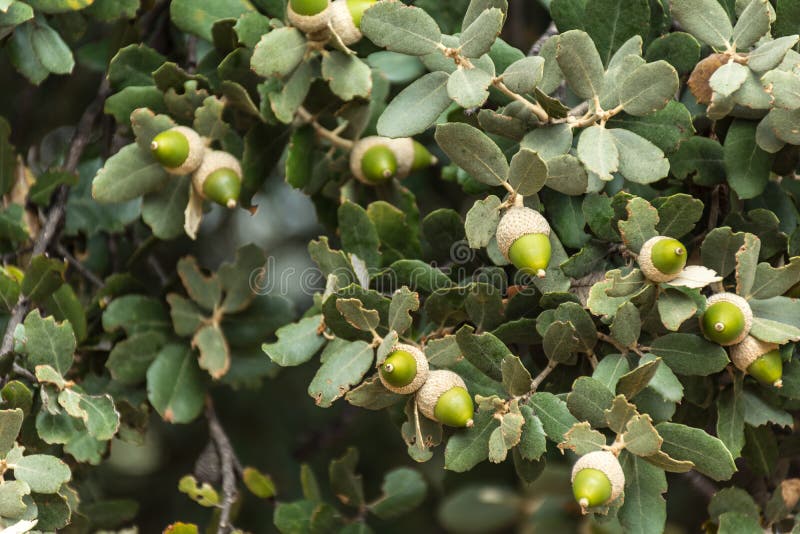 Bunches of Acorns in an Oak Stock Photo - Image of outdoor, summer ...