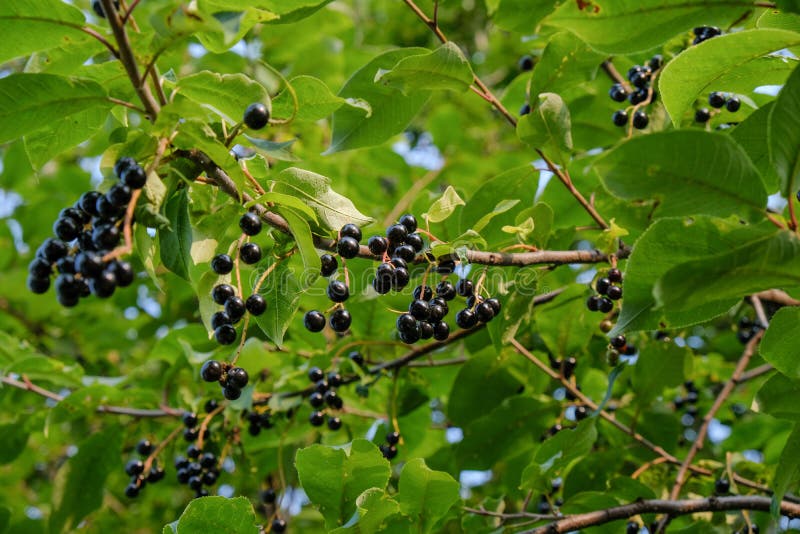 Bunches of Bird Cherry Berries on the Green Branches of a Tree Stock ...