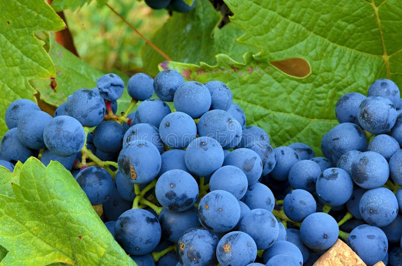 Bunches of Blue Grapes. Blue Grapes Just after Harvest. Stock Photo ...