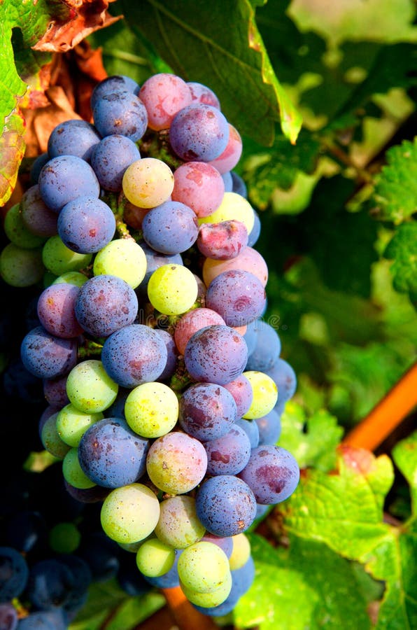 Bunches of Cabernet Grapes stock photo. Image of macro - 10718302