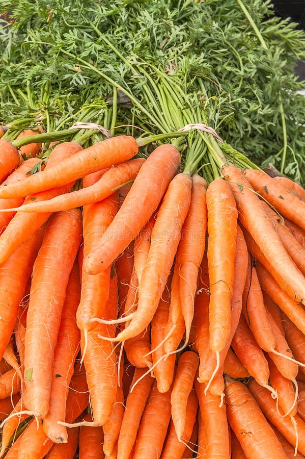 Bunches of Carrots stock image. Image of home, purple - 66282331