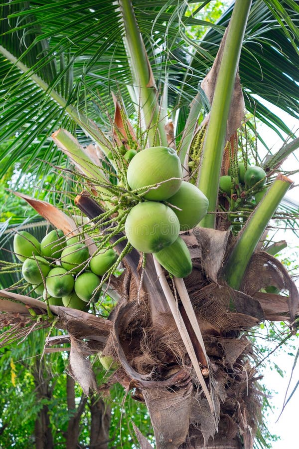 Bunches of Coconuts on Coconut Tree Stock Image - Image of natural ...