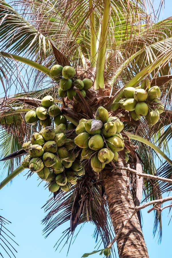 Bunches of Coconuts on the Palm Stock Image - Image of closeup, green ...