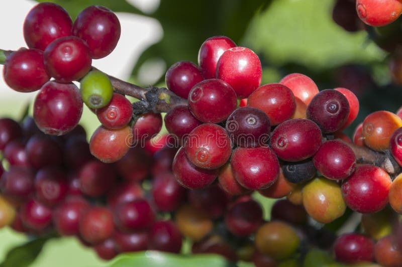 Bunches of coffee stock photo. Image of agriculture, farming - 75352752