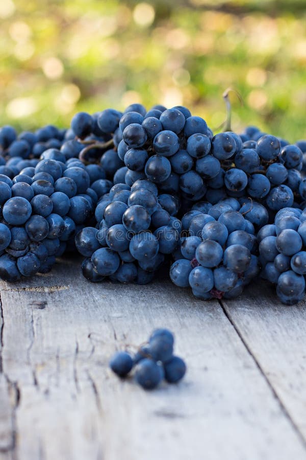 Bunches of dark grapes stock image. Image of agriculture - 62876417