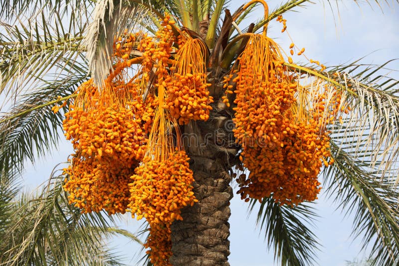 Bunches of Dates on a Palm Tree Stock Image - Image of culture, height ...