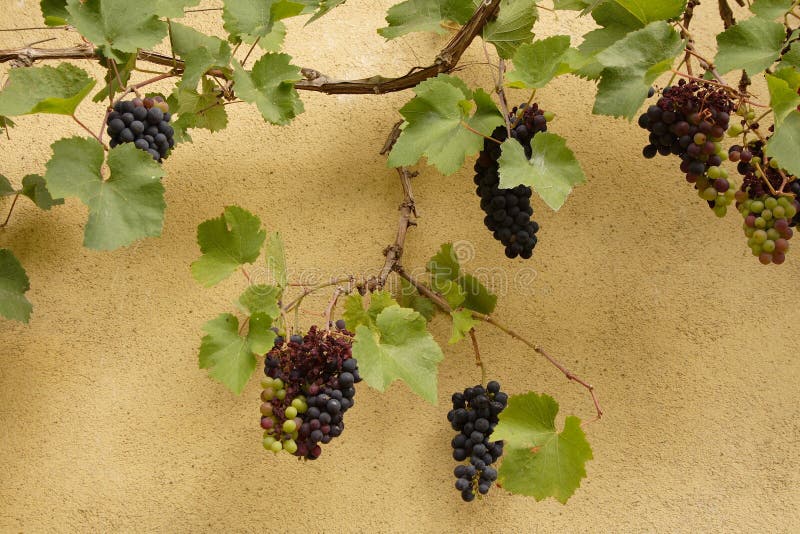 Bunches of Different Color Grapes. Stock Image - Image of black, juice ...