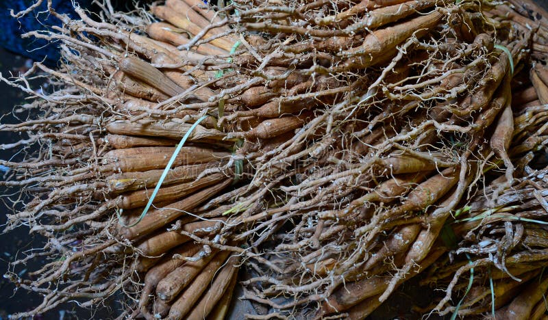 Bunches of Dried Root Vegetable Stock Image - Image of vegetable ...