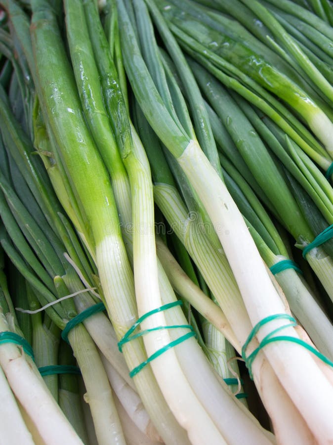 Bunches of Fresh Green Onions Stock Photo - Image of closeup, leaf ...