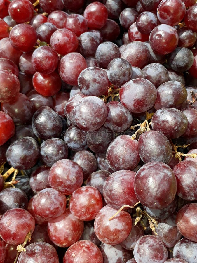 Bunches of fresh red grape stock photo. Image of grape - 93331910
