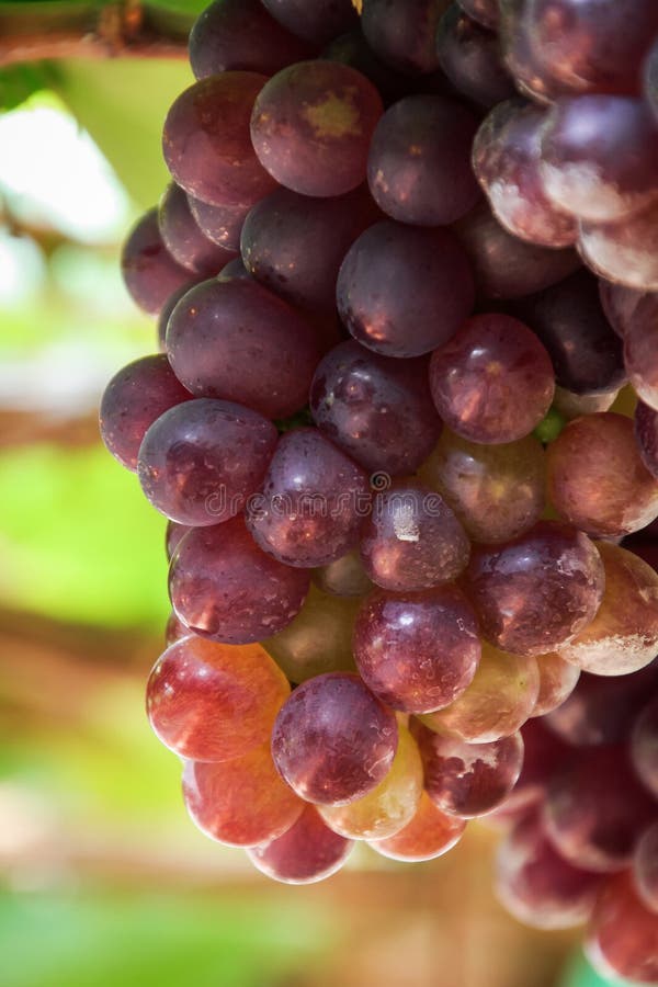 Bunches fresh red grapes. stock image. Image of fresh - 51774995