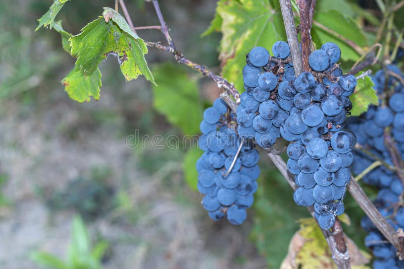 Bunches of Fresh Ripe Blue Grapes, Wine Grapes Stock Photo - Image of ...
