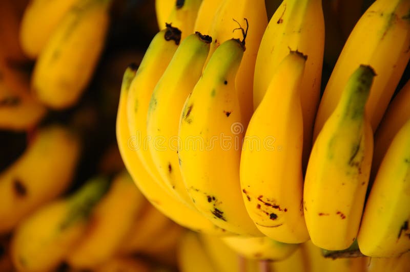 Bunches of yellow bananas stock image. Image of banana - 29876223