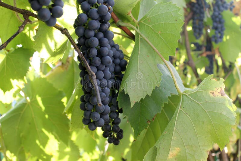 Bunches of grape stock photo. Image of nature, alcohol - 60065506