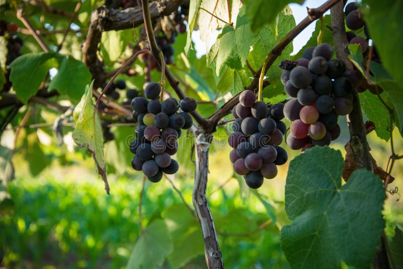 Bunches of Grape on the Plant Stock Image - Image of leaf, champagne ...