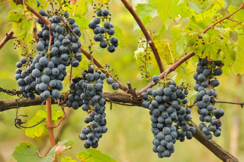 Hungary - Bunches of White Wine Grapes. Tokaj Stock Image - Image of ...