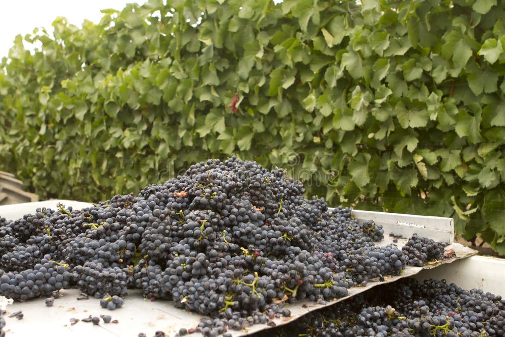 Bunches of Grapes on a Sorting Table Stock Photo - Image of wine ...