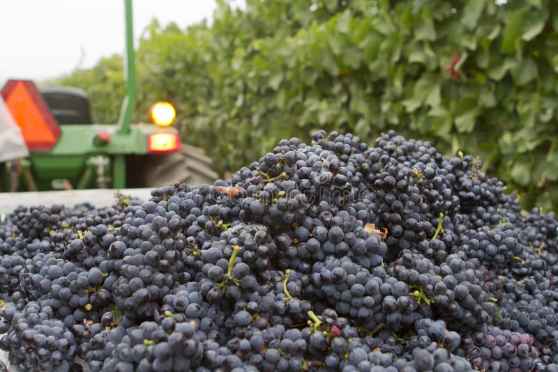 Bunches of Grapes on a Sorting Table Stock Photo - Image of tractor ...