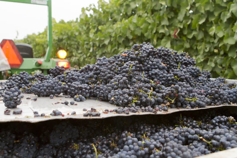 Bunches of Grapes on a Sorting Table Stock Photo - Image of wine ...