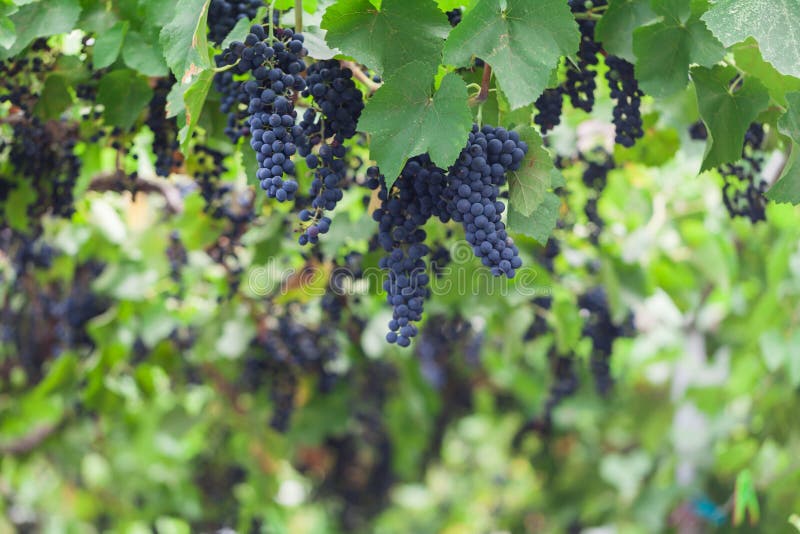 Bunches of Grapes with Sun Setting Stock Photo - Image of grapevine ...
