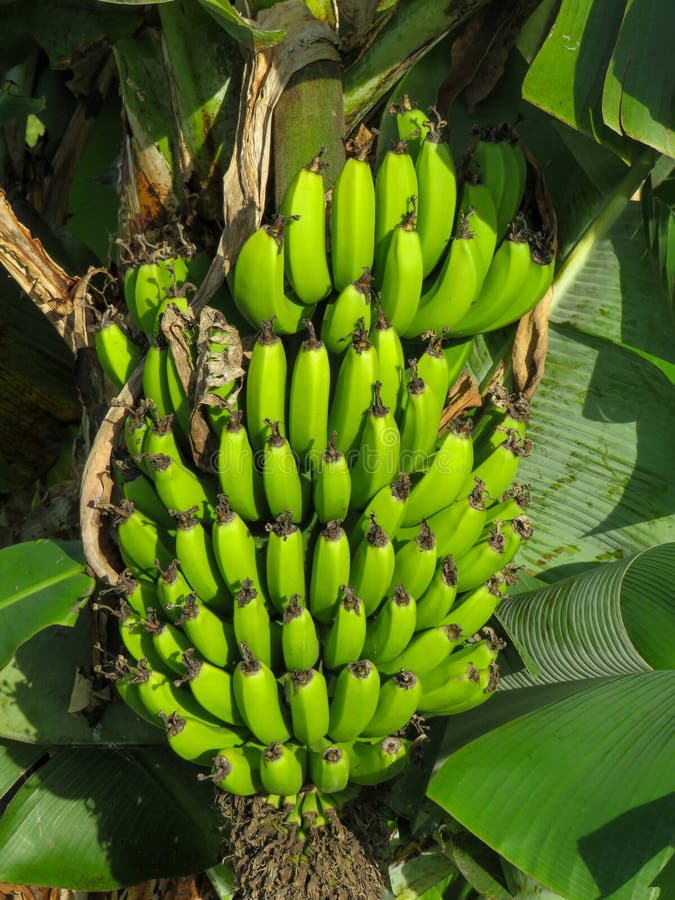 Bunches of Green Bananas Still on the Tree. Stock Photo - Image of ...