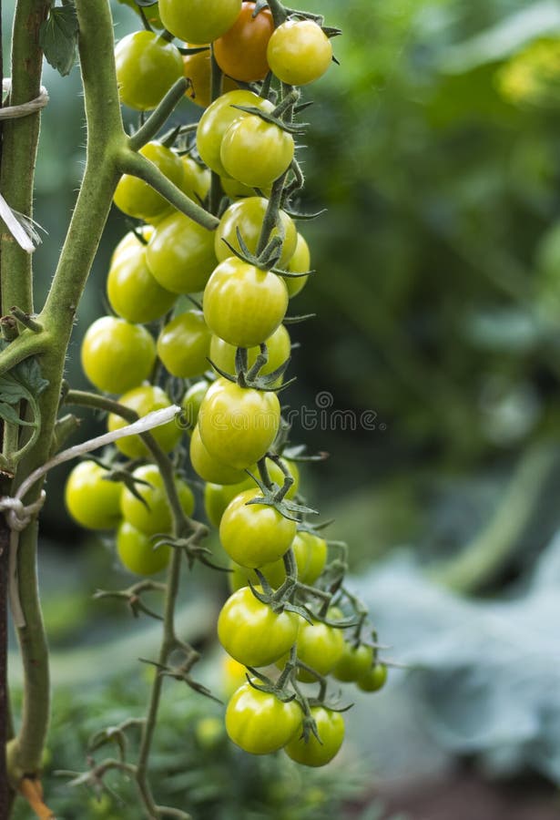 Bunches of Green Cherry Tomatoes Growing in the Garden Closeup Stock ...