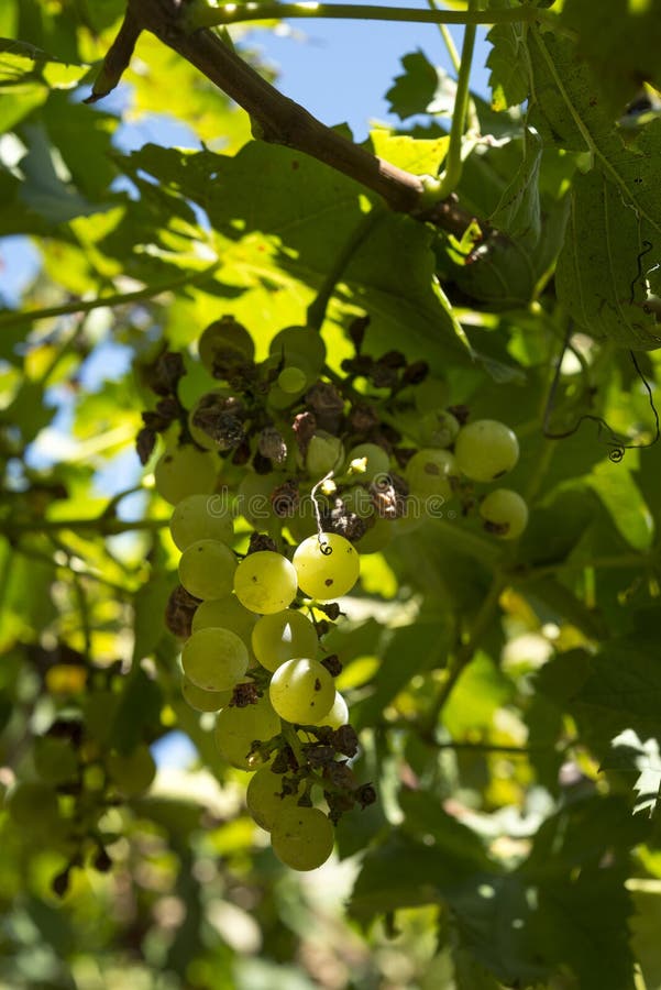 Bunches of Green Grape in Vineyard Ready To Be Harvested Stock Image - Image of vinha, vitaceae ...