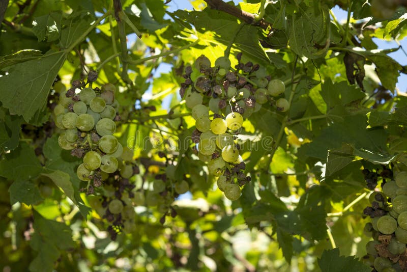 Bunches of Green Grape in Vineyard Ready To Be Harvested Stock Photo - Image of plant, natural ...
