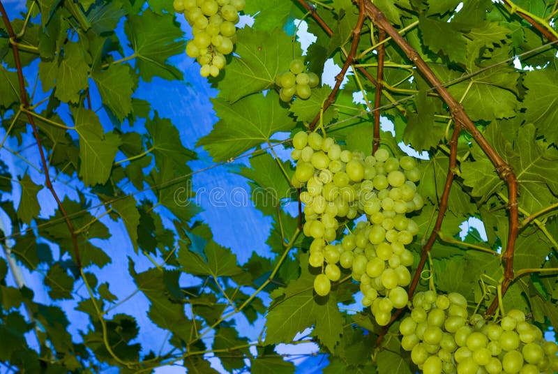 Bunches of Green Grape in Vineyard Ready To Be Harvested in Blue Background Stock Photo - Image ...