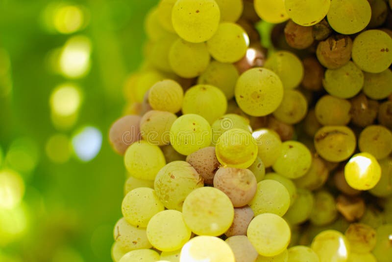 Bunches of Green Grapes, in Ambient Light. Stock Image - Image of ...
