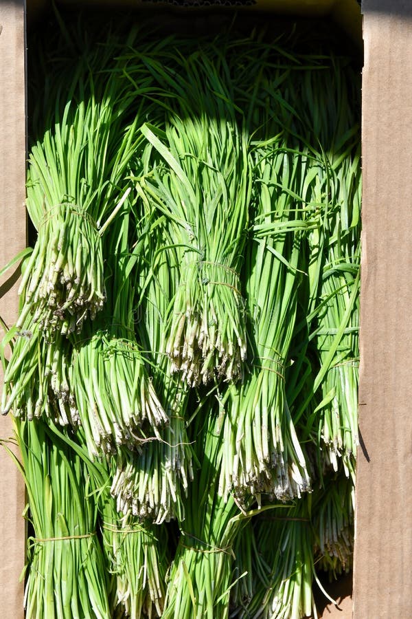 Bunches of Green Onions on Display in the Box Stock Image - Image of ...