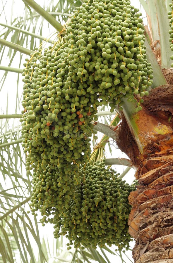 Green Unripe Dates Bunches in a Date Palm Tree Stock Image - Image of ...