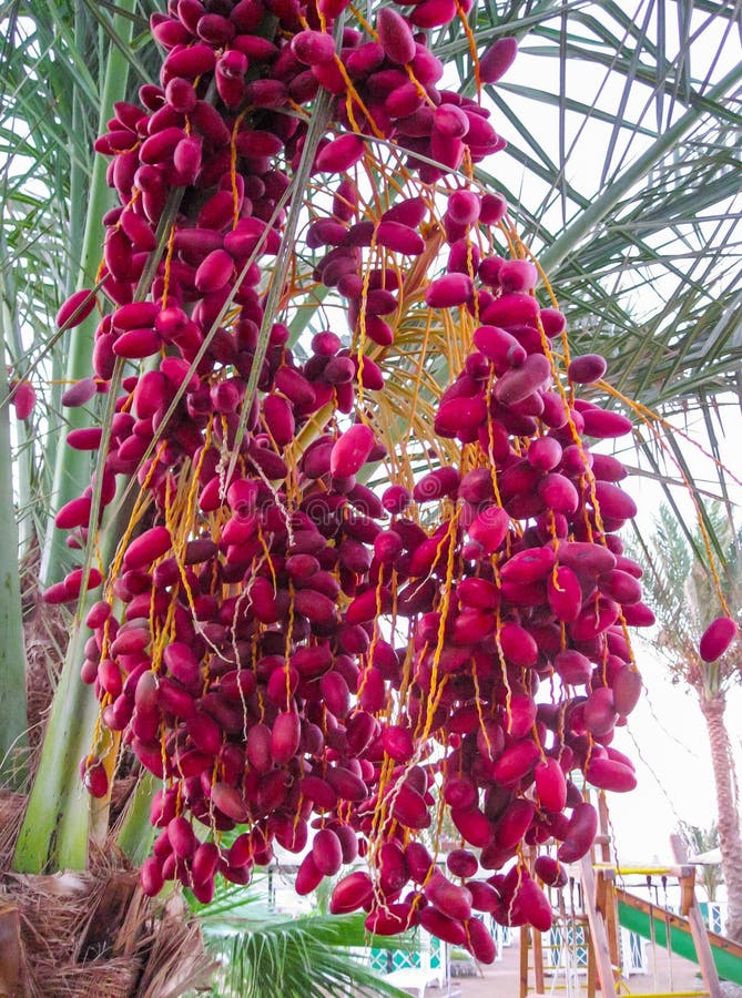 Bunches of Hanging Dates, on a Date Palm in Egypt Stock Photo - Image ...