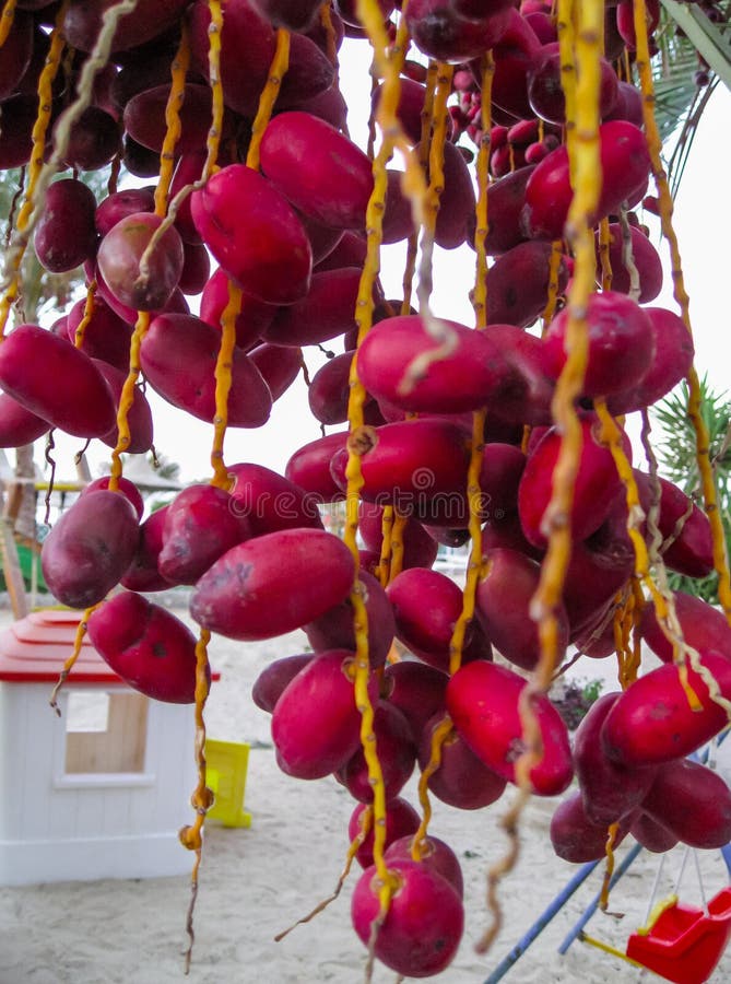Bunches of Hanging Dates, on a Date Palm in Egypt Stock Image - Image ...