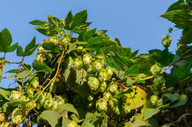Hops leaves stock photo. Image of closeup, grow, garden - 25308394