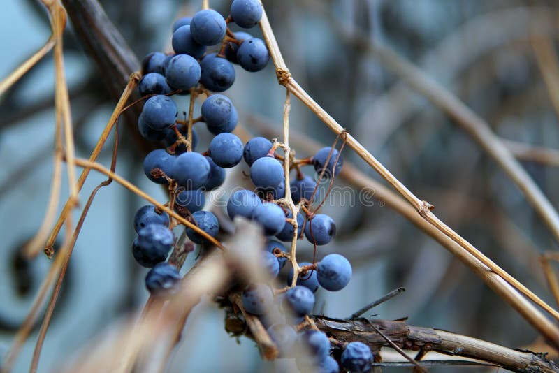 Bunches of Isabella Grapes Close Up Photo Stock Image - Image of grapes ...