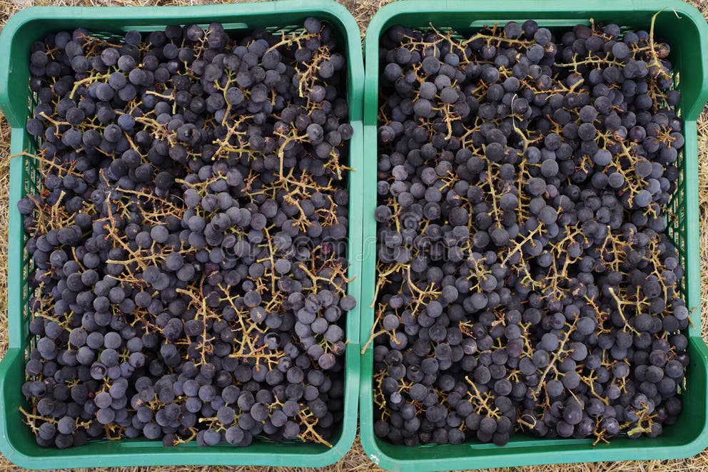 Bunches of Isabella Grapes are Stacked in Plastic Boxes Stock Photo ...