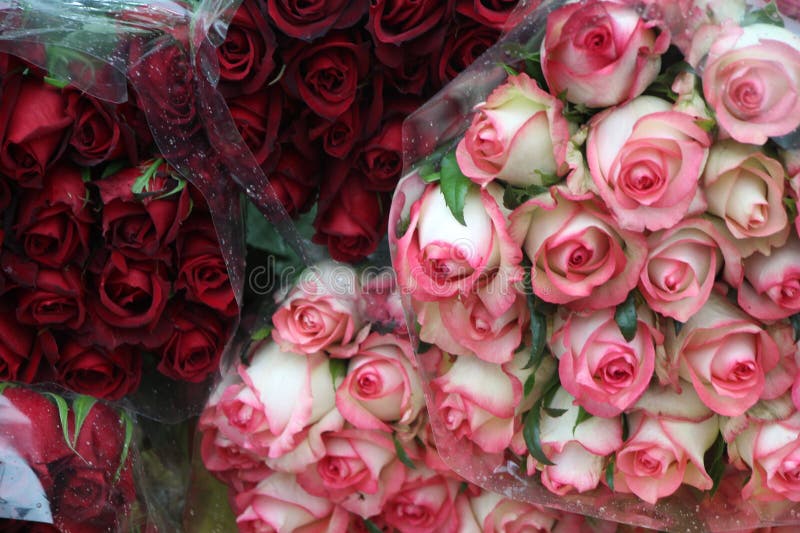 Bunches of Many Dark Red Roses and Bunches of Many Pink Roses Stock ...
