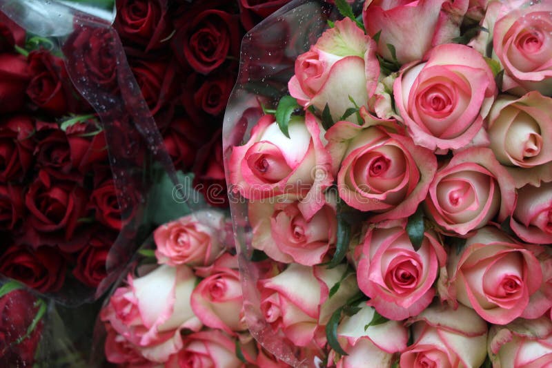 Bunches of Many Red Roses and Bunches of Many White and Pink Roses ...